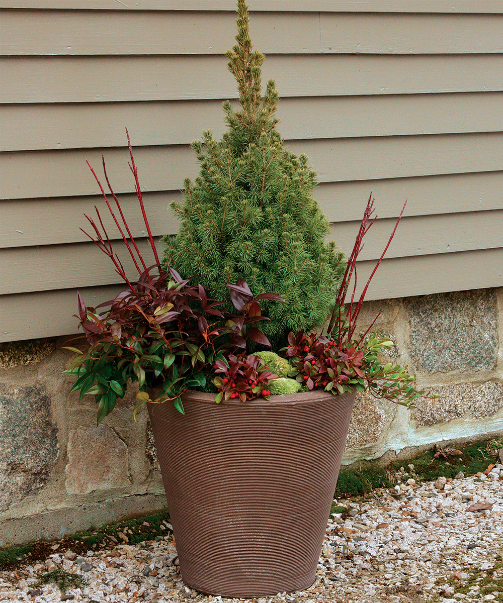 Uncommon Options for Winter Containers - Fine Gardening