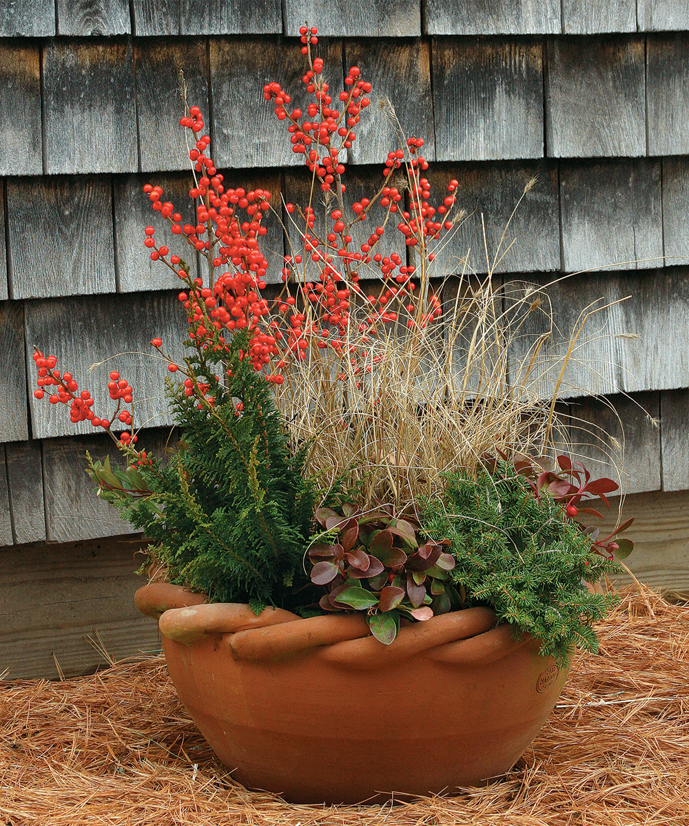 Uncommon Options for Winter Containers - Fine Gardening