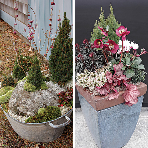 Winter Container Design - Fine Gardening