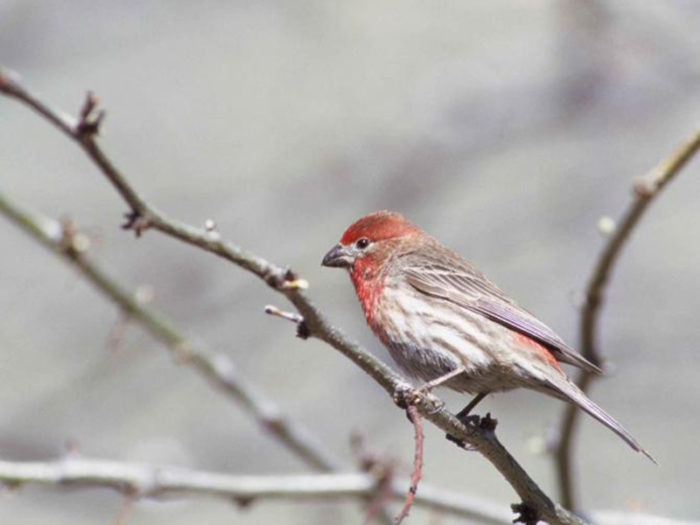 15 Bird-Feeder Birds of the Southeastern United States - Fine Gardening