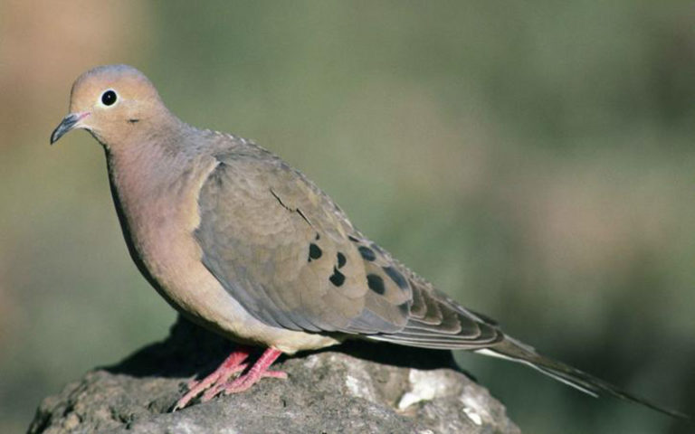 15 Bird-Feeder Birds of the Southeastern United States - Fine Gardening