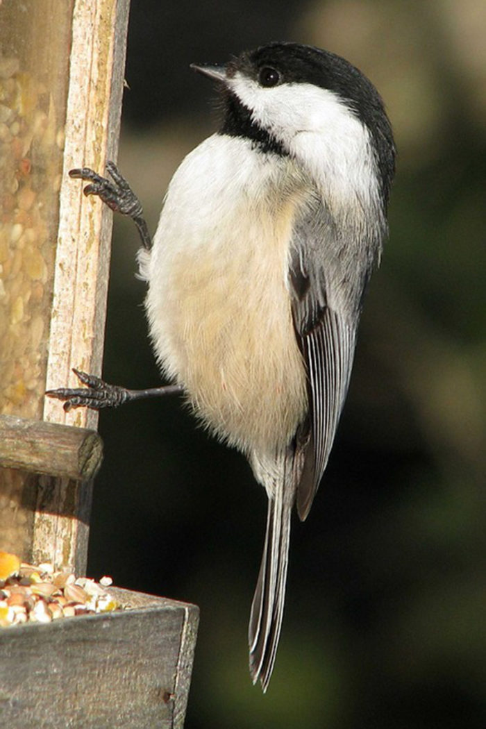 15 Bird-Feeder Birds of the Southeastern United States - Fine Gardening