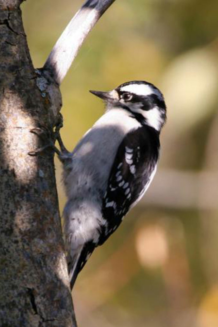 15 Bird-Feeder Birds of the Southeastern United States - Fine Gardening