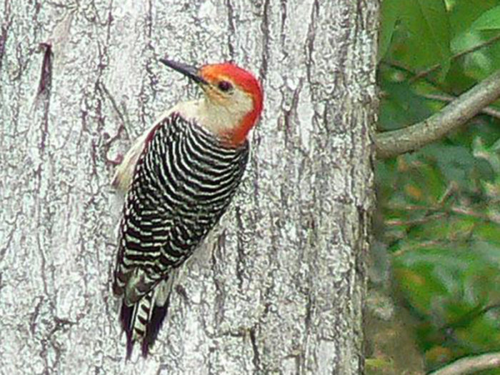 15 Bird-Feeder Birds of the Southeastern United States - Fine Gardening