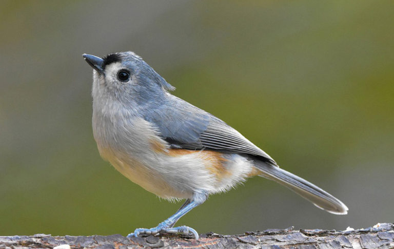 15 Bird-Feeder Birds of the Southeastern United States - Fine Gardening