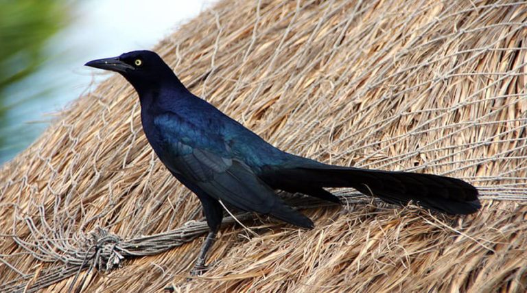 15 Bird-Feeder Birds of the Southeastern United States - Fine Gardening