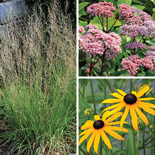 6 Great Plants for a New Perennial Design - Fine Gardening