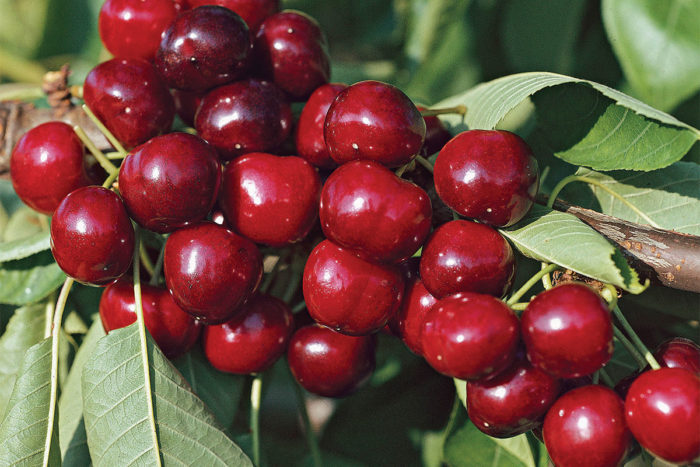 7 Easy Fruit Trees to Grow Right in Your Own Backyard - Fine Gardening