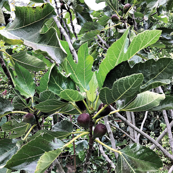7 Easy Fruit Trees to Grow Right in Your Own Backyard - Fine Gardening