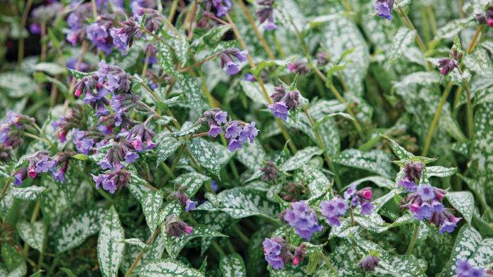 Shade Plants With Shiny Foliage - Fine Gardening