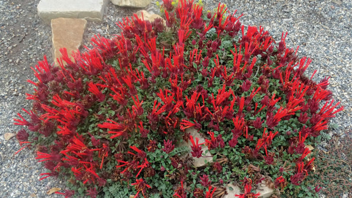 Great Native Plants From the Western United States—That Anyone Can Grow ...