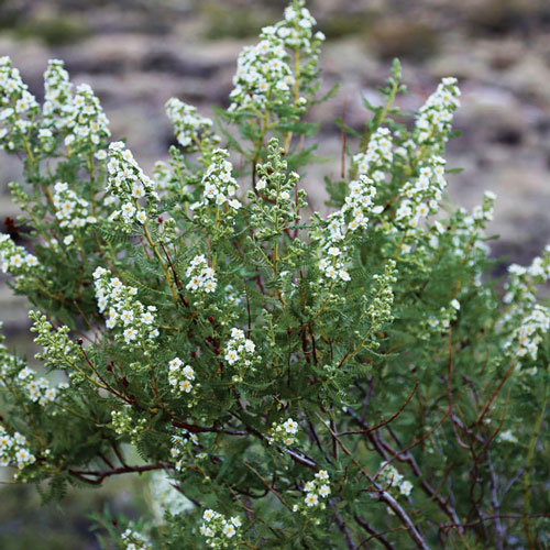 Great Native Plants From the Western United States—That Anyone Can Grow ...