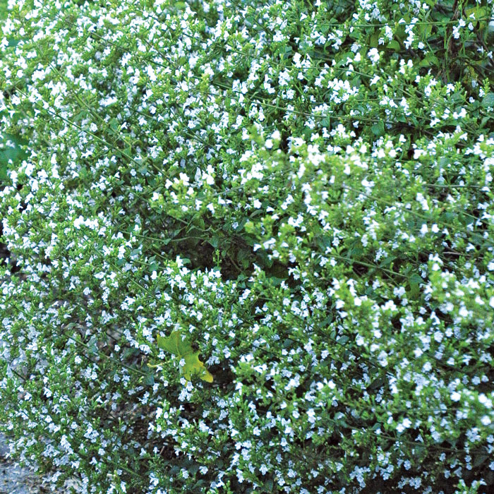 Native Alternatives to Common Garden Plants - Fine Gardening