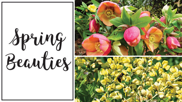 Let’s Start the Year Off Right - Fine Gardening