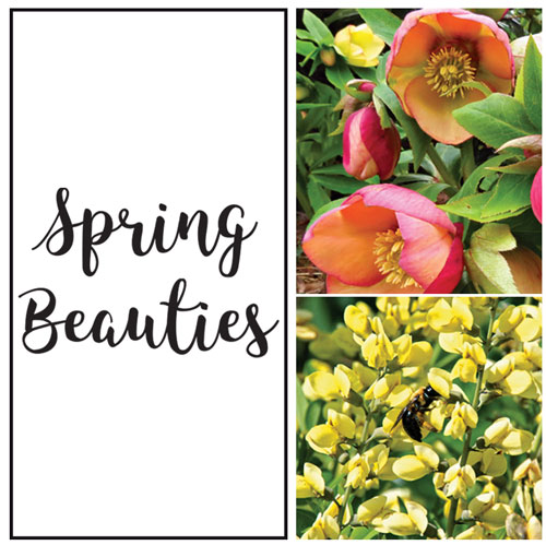 5 Spring Beauties to Start the Gardening Season Off Right - Fine Gardening