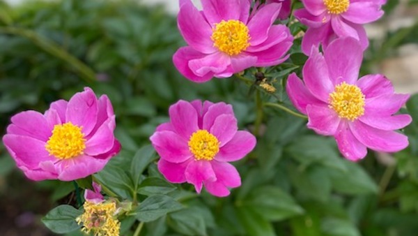 Dale’s Garden in 2020 - FineGardening