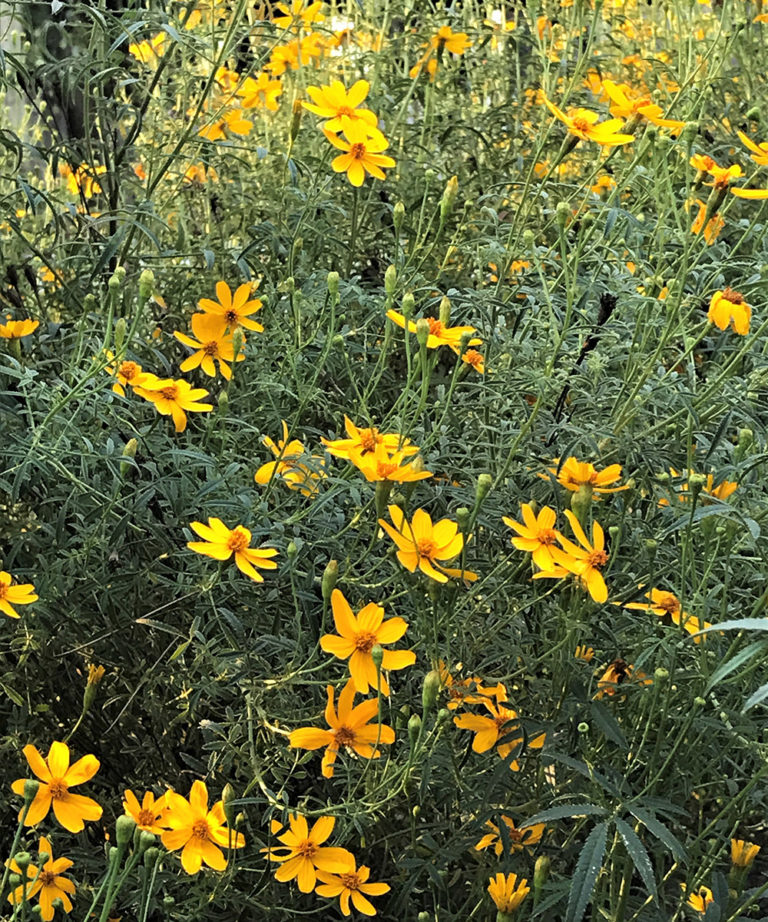 Deterring Gophers in Northern California - Fine Gardening