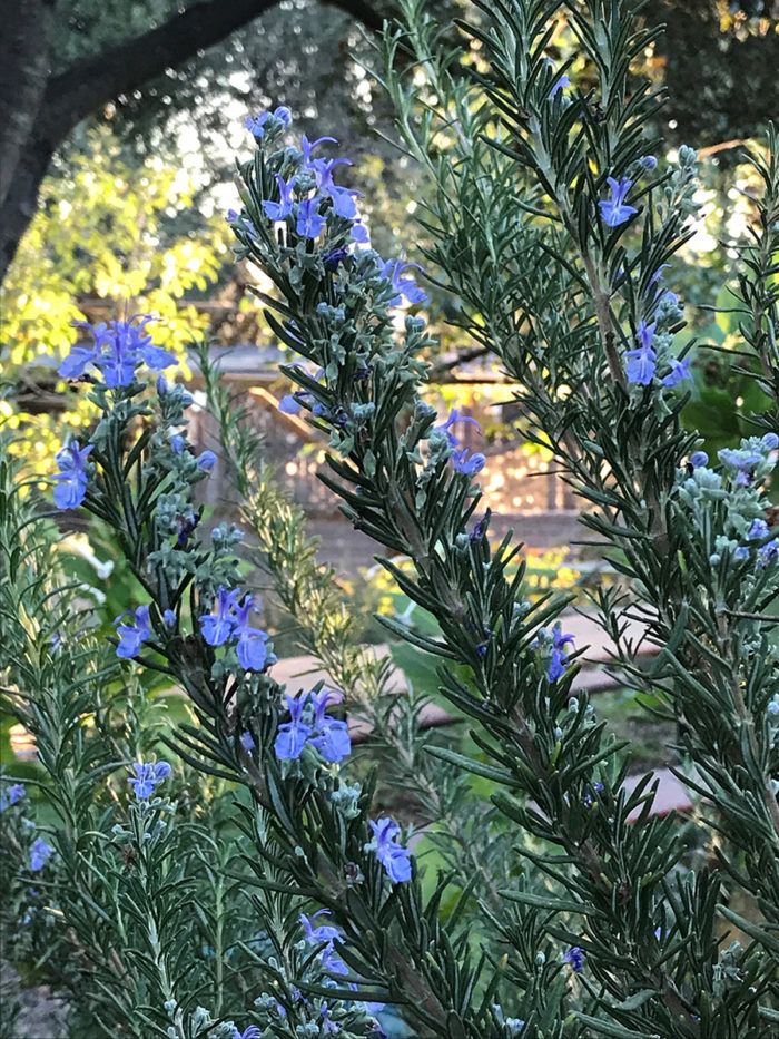 Deterring Gophers in Northern California - Fine Gardening