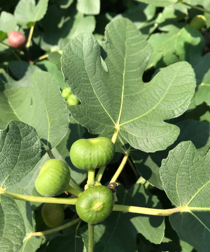 Lessons from Festival Beach Food Forest in Austin, Texas - Fine Gardening