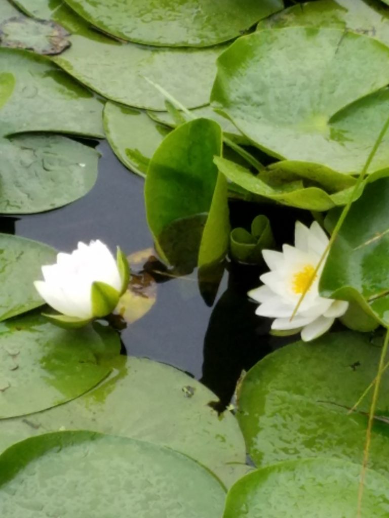 Memories of Summer Lotuses - Fine Gardening