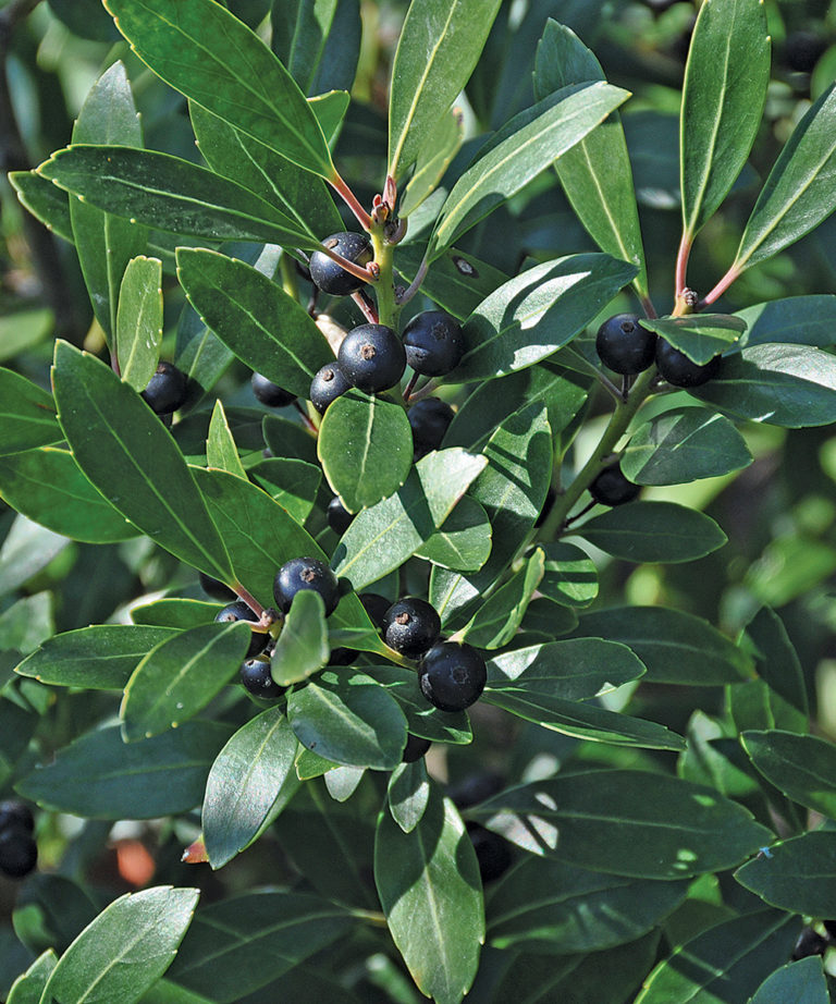 Regional Picks: Foundation-Friendly Plants – Southeast - Fine Gardening