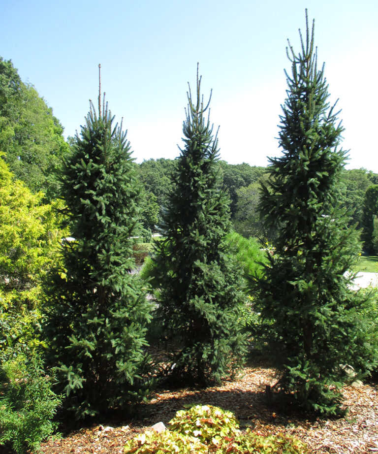 Columnar Conifers for the Midwest - Fine Gardening
