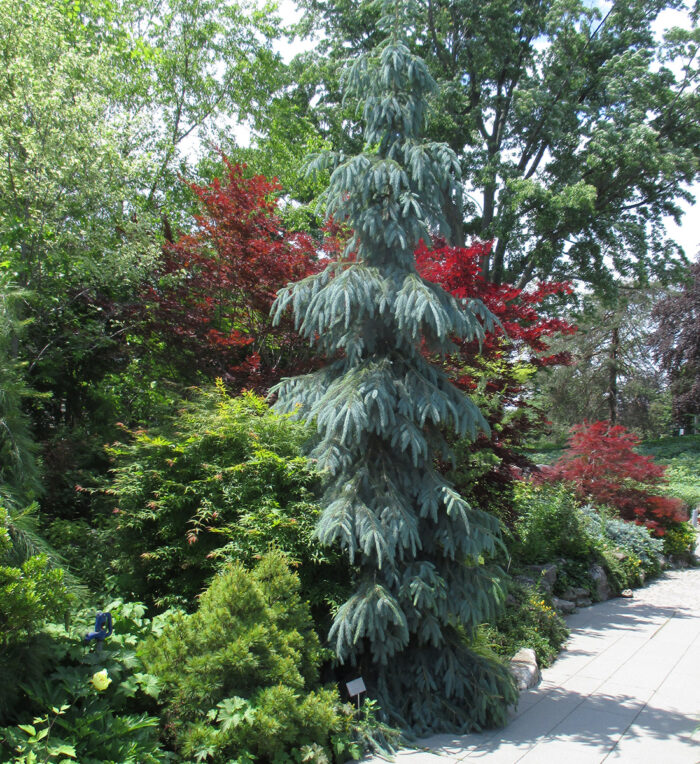 Columnar Conifers for the Midwest - Fine Gardening