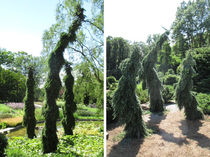 Columnar Conifers for the Midwest - Fine Gardening