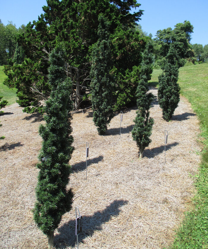 Columnar Conifers for the Midwest - Fine Gardening
