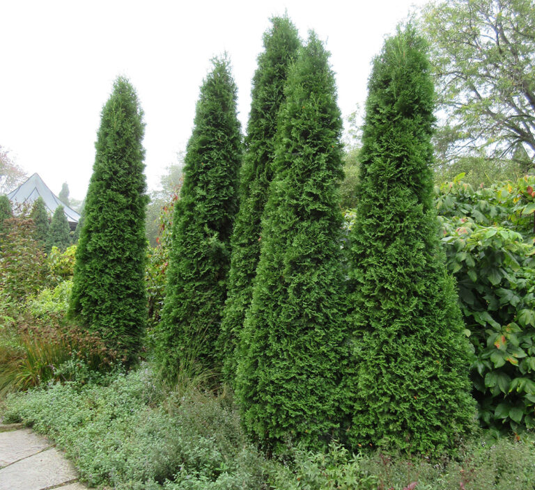 Columnar Conifers for the Midwest - Fine Gardening