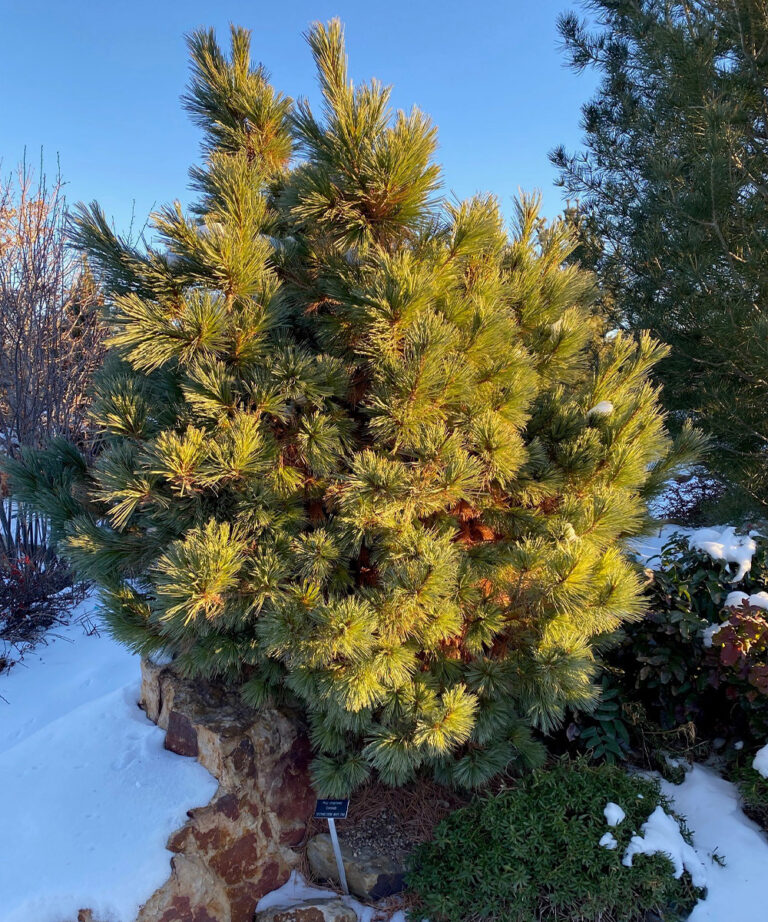 Dwarf Pines for the Mountain West - Fine Gardening