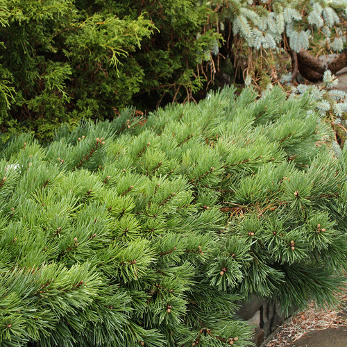 Dwarf Pines for the Mountain West - Fine Gardening