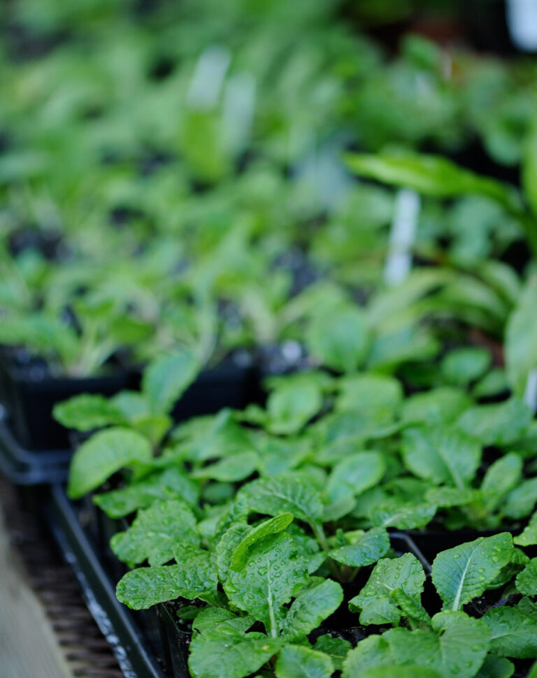 Growing Primroses from Seed in the Northeast - Fine Gardening