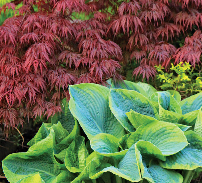 Cómo diseñar un jardín de sombra colorido