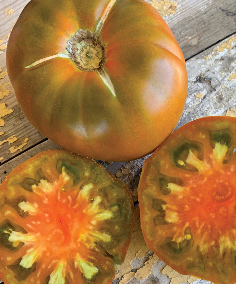 Expert Picks: The Best Tomato to Add to Your Veggie Garden - Fine Gardening