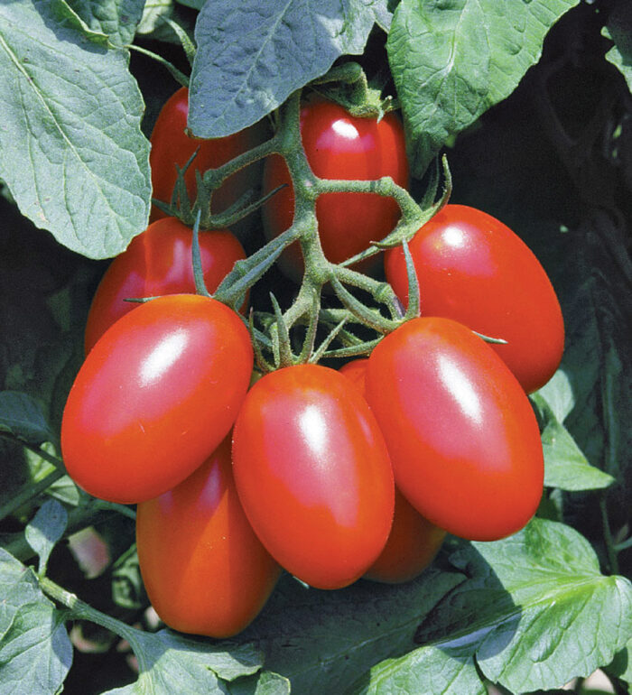 Expert Picks: The Best Tomato to Add to Your Veggie Garden - Fine Gardening
