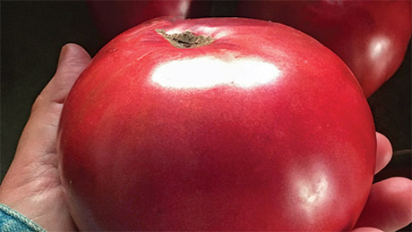 Midnight Snack Tomato is a Star - FineGardening