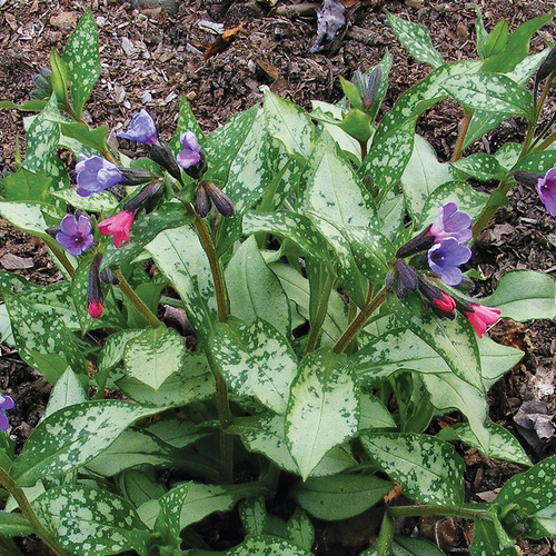 Pulmonaria Silver Bouquet