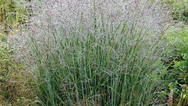 'Ruby Ribbons' switch grass - FineGardening