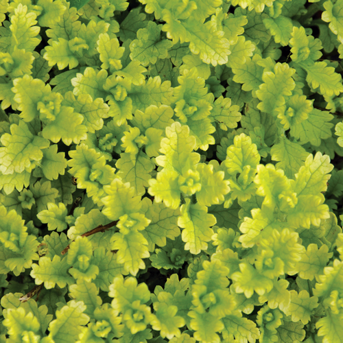 A Low-Care Ground Cover for Sun: ‘Summer Sunshine’ Germander - Fine ...