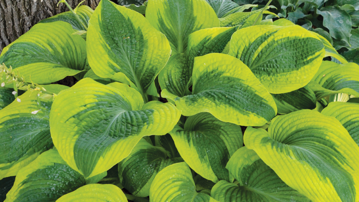 10 Amazing Hostas - Fine Gardening