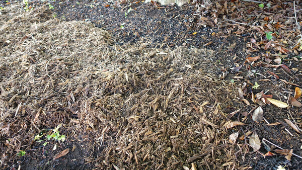 Shade Gardening: How to Plant Under Mature Trees and More - Fine Gardening