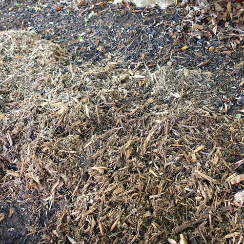 Expert Tips for Planting Under Trees - Fine Gardening