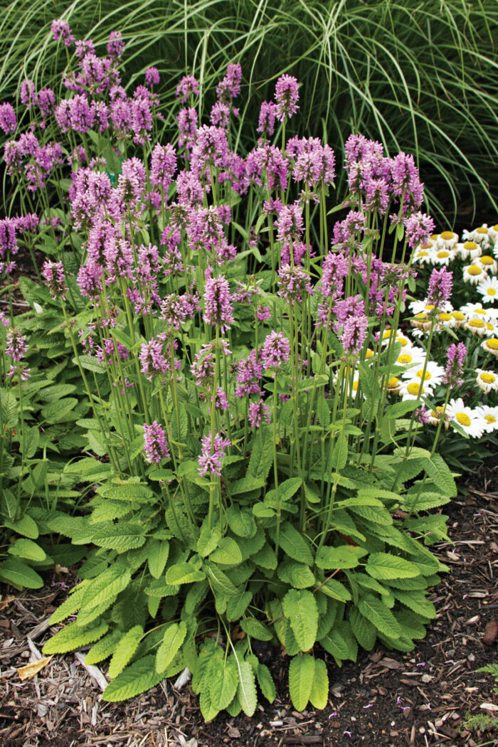 Stachys Plant Trial: Which Ones Were Best? - FineGardening