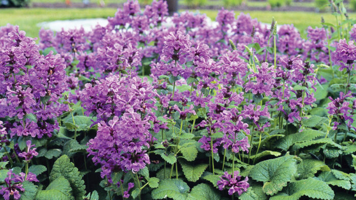 Stachys Plant Trial: Which Ones Were Best? - Fine Gardening