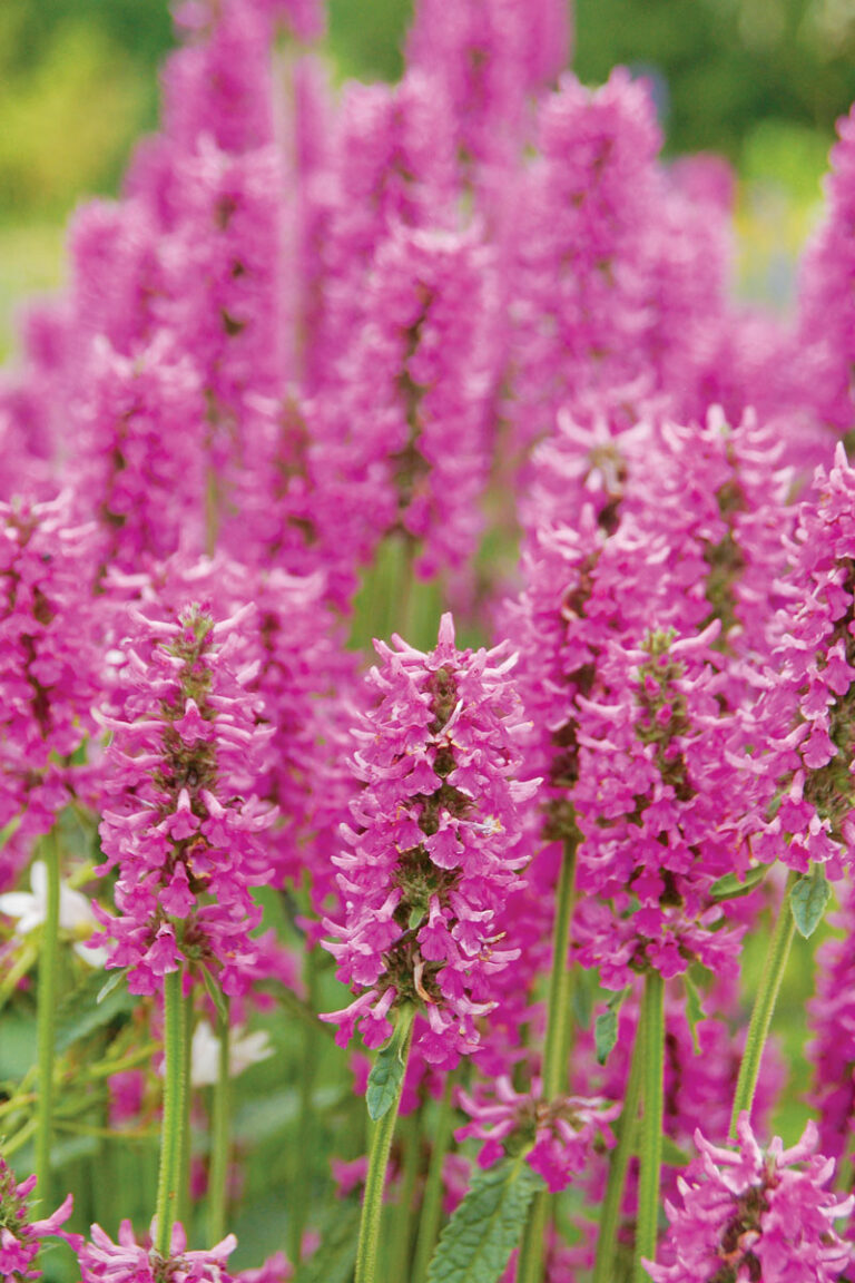 Stachys Plant Trial: Which Ones Were Best? - Fine Gardening