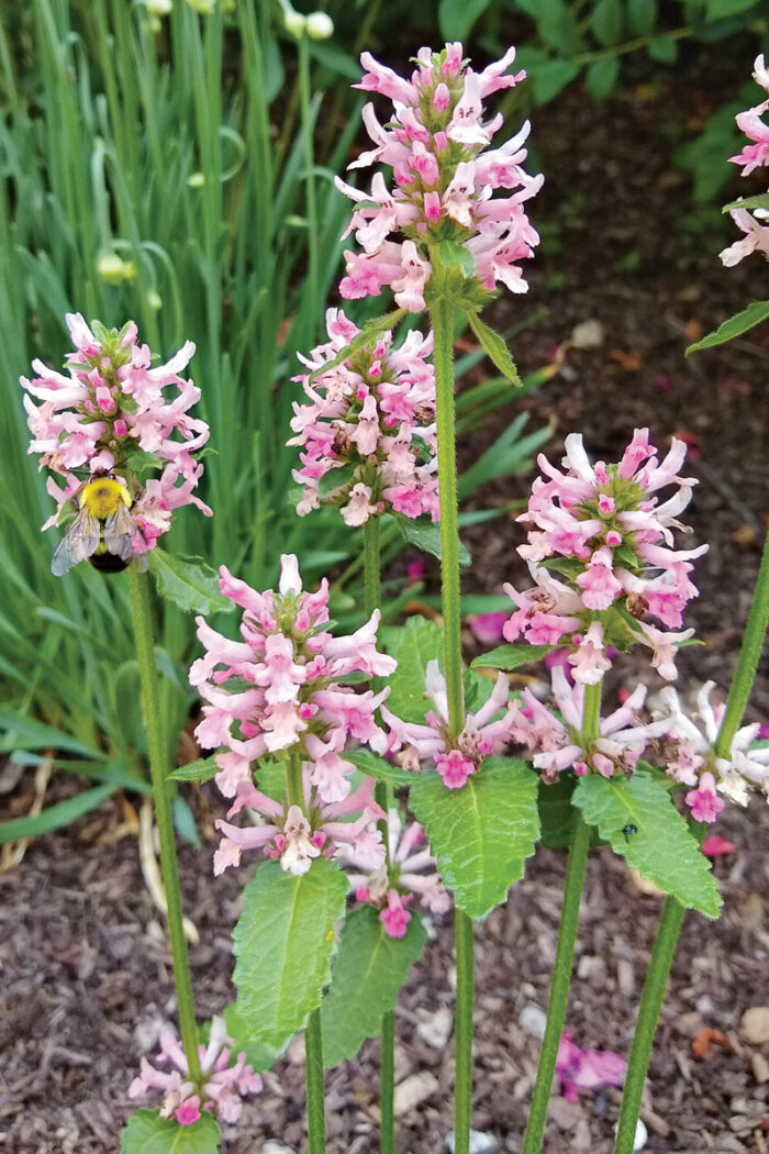 Stachys Plant Trial: Which Ones Were Best? - Fine Gardening