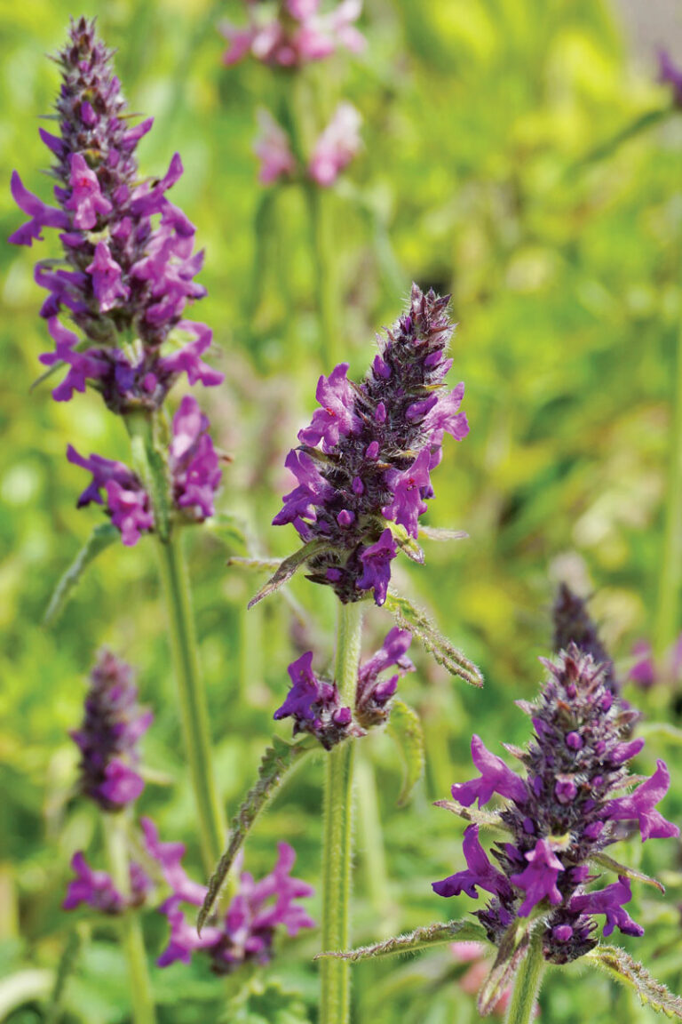 Stachys Plant Trial: Which Ones Were Best? - Fine Gardening