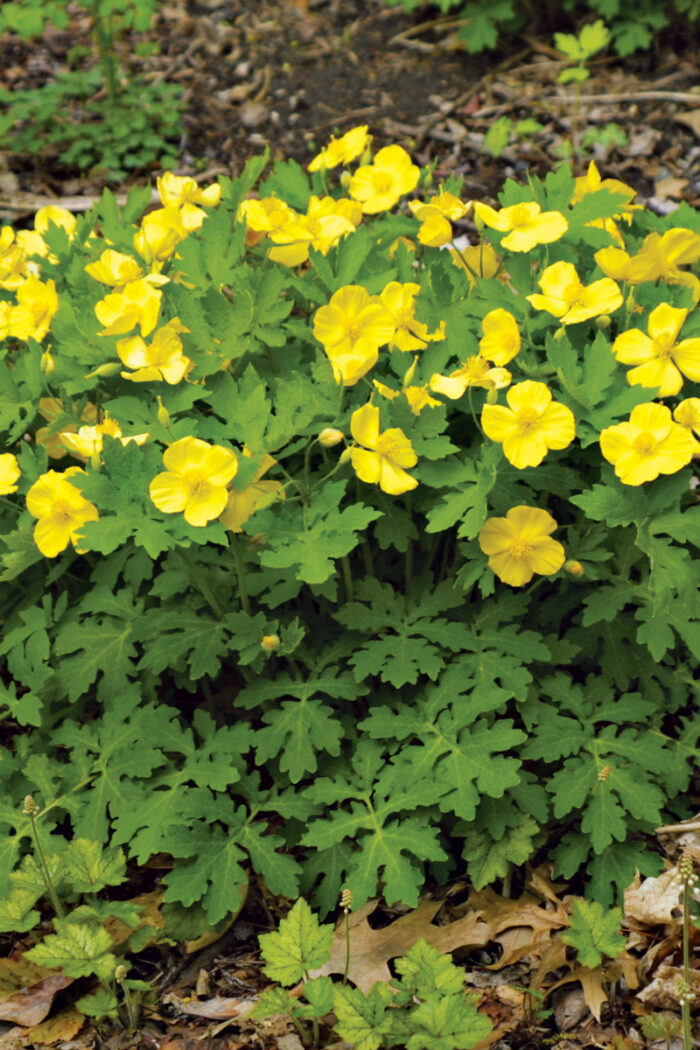 4 Outstanding Spring Plants for the Southern Plains - Fine Gardening