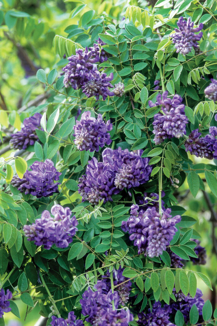 4 Outstanding Spring Plants for the Midwest - Fine Gardening